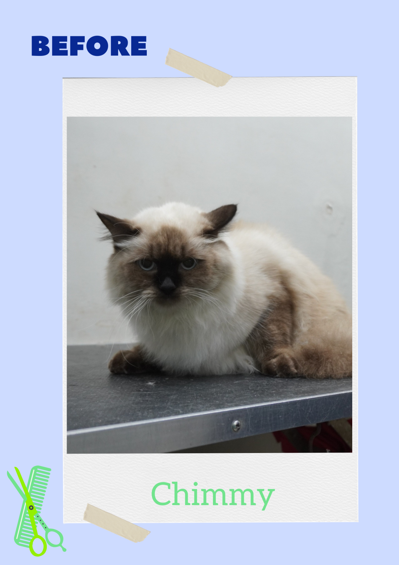 Pet Family Animal Clinic | Best Pet Grooming Services in Cavite