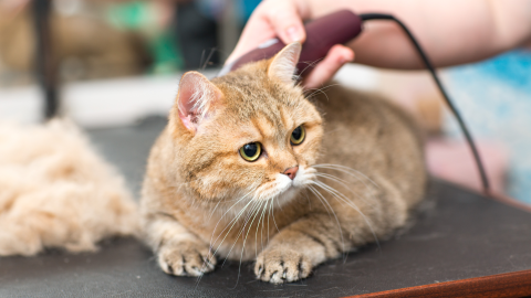 The Importance of Pet Grooming - Pet Family Animal Clinic and Grooming ...