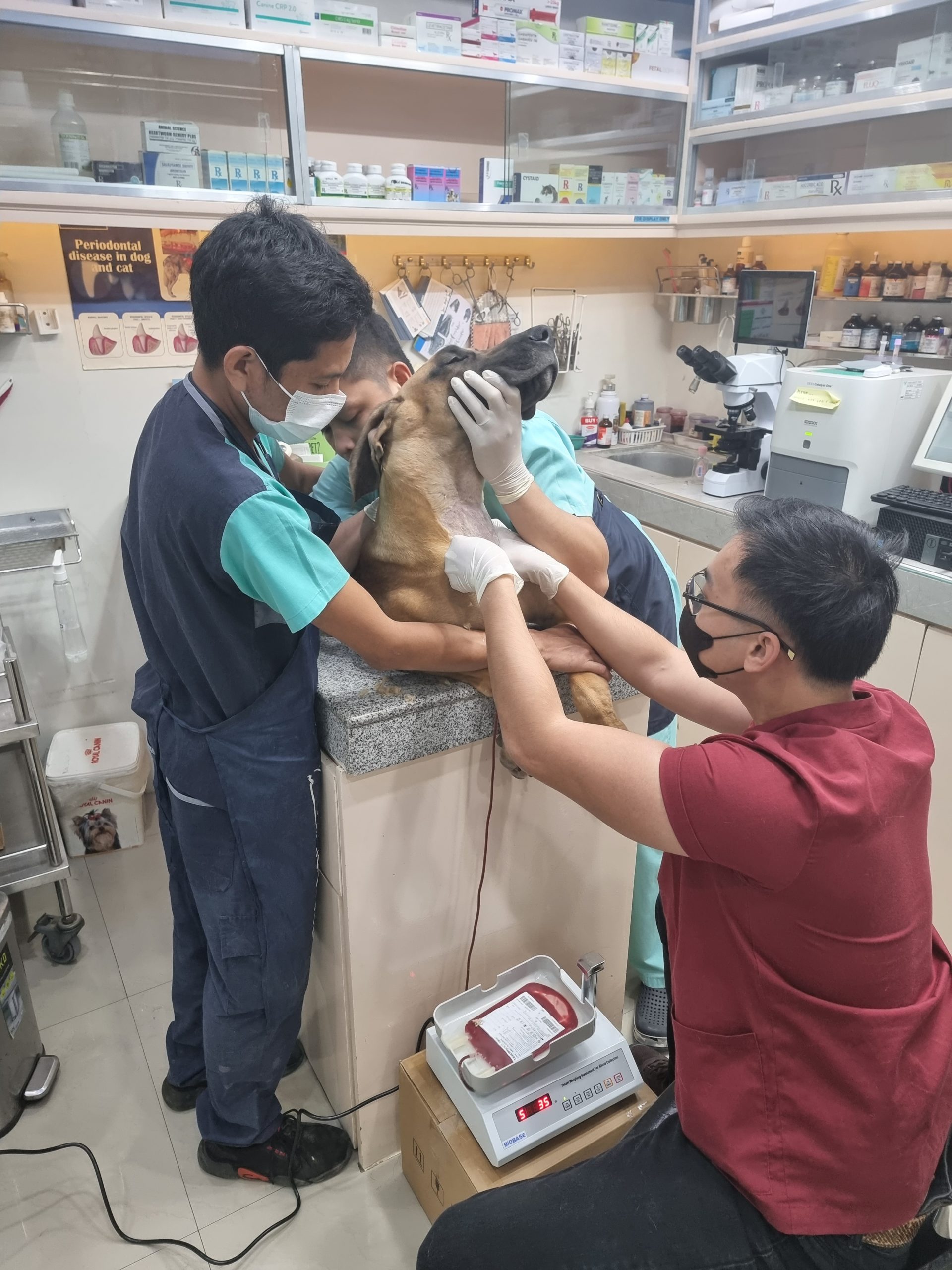 Pet Family Animal Clinic | Blood Transfusion and Blood Bank